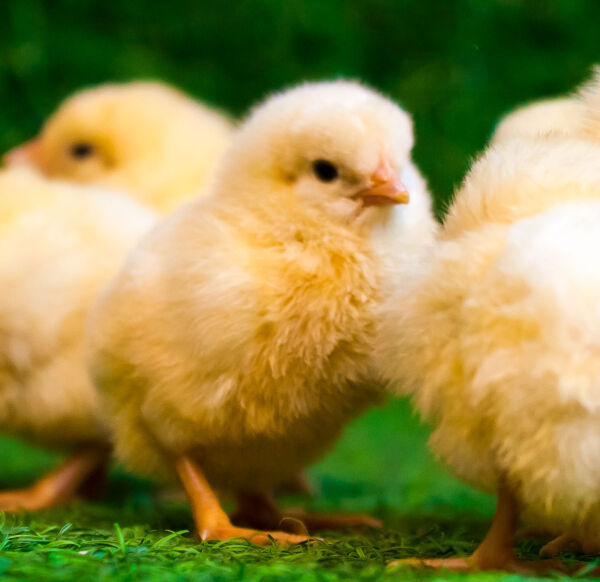 SmartCount kuikenteller telt eendagskuikens in de kuikenbroederij op ...