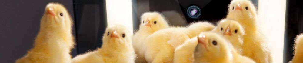 One day chicks counter - Aris SmartCount Chicks - Aris B.V.